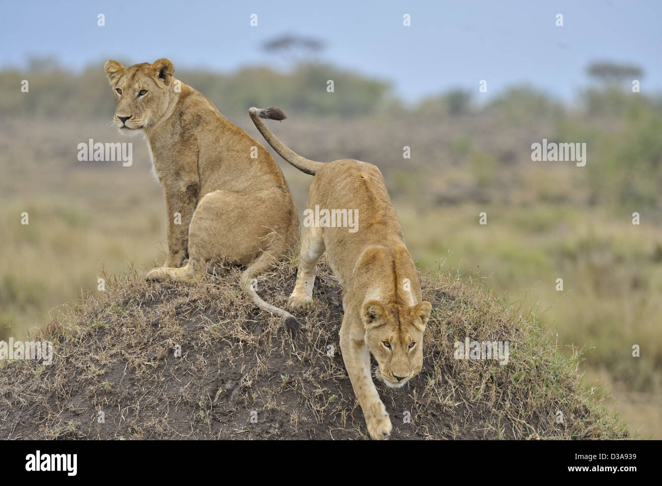 Group of lioness hi-res stock photography and images - Alamy