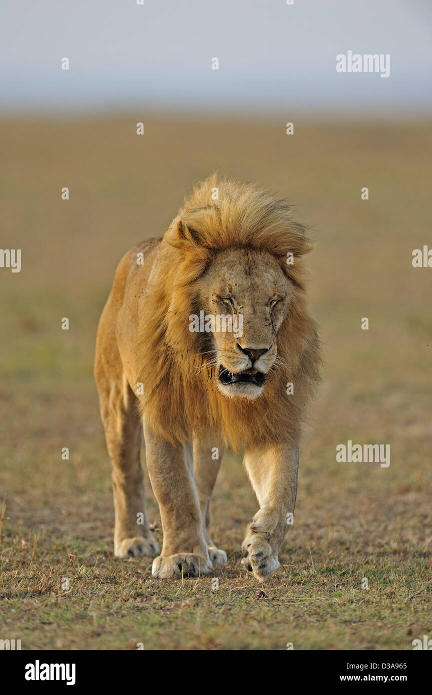Lion approaching walking lion hi-res stock photography and images - Alamy