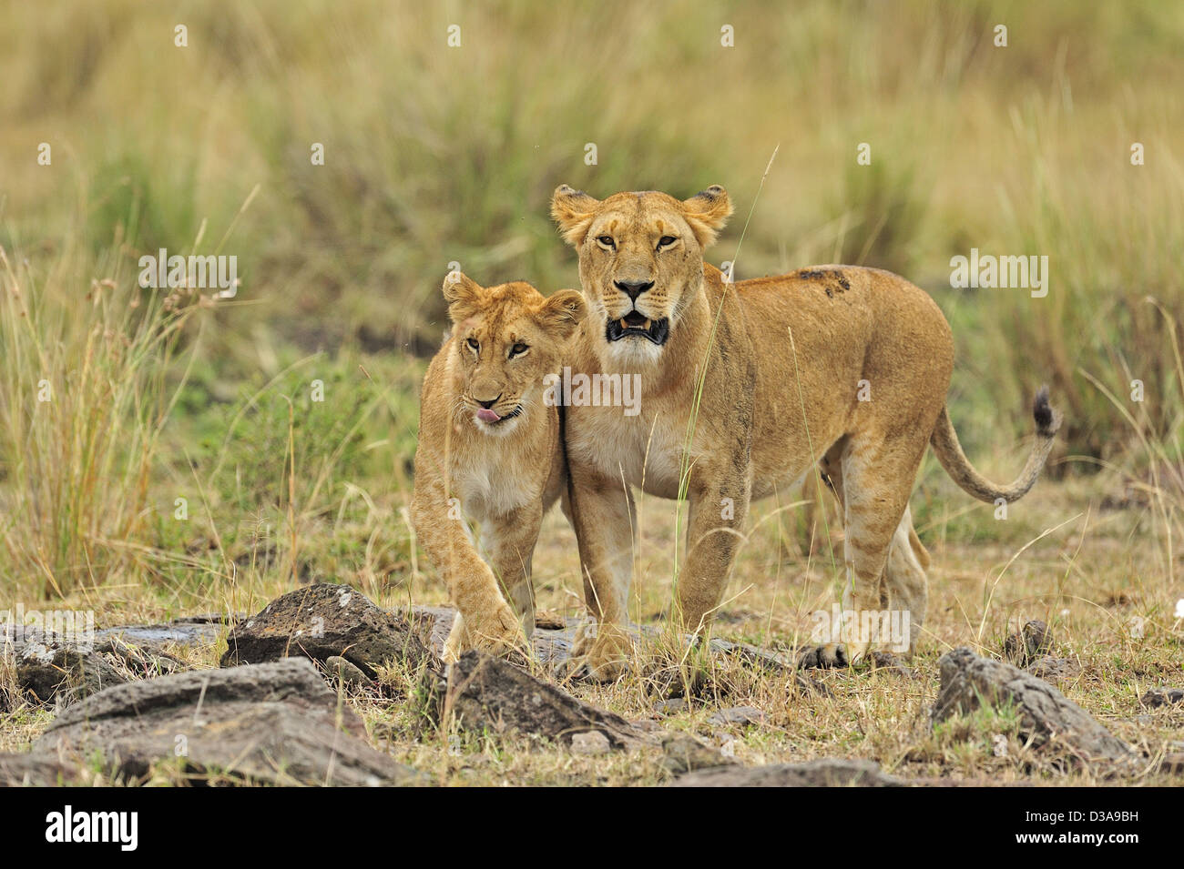Female lioness playing two hi-res stock photography and images - Alamy