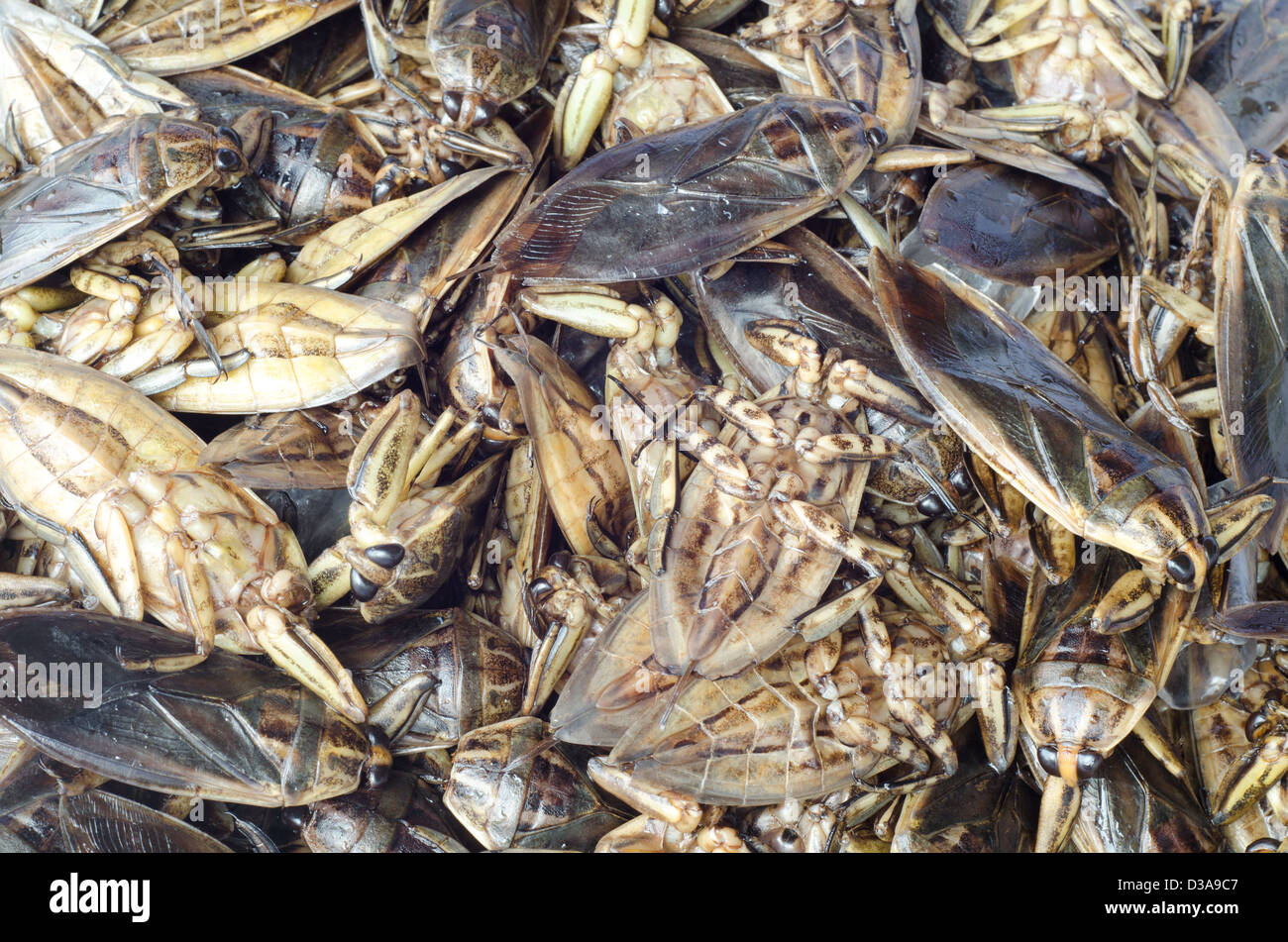 Giant water bug in hi-res stock photography and images - Alamy
