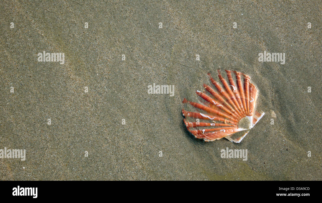 Scallop shell in sand Stock Photo - Alamy