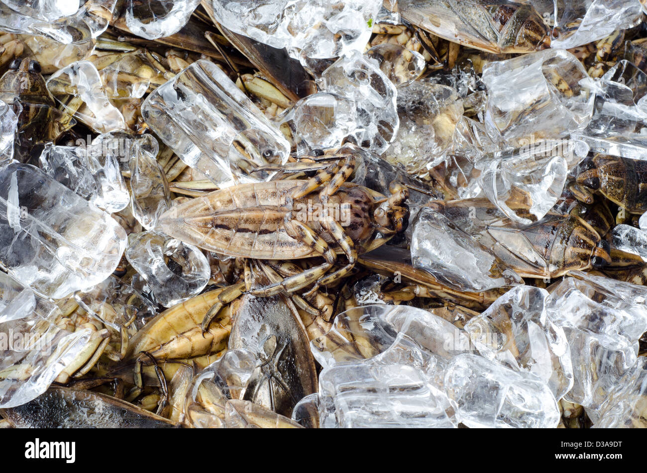 Giant water bug hi-res stock photography and images - Alamy