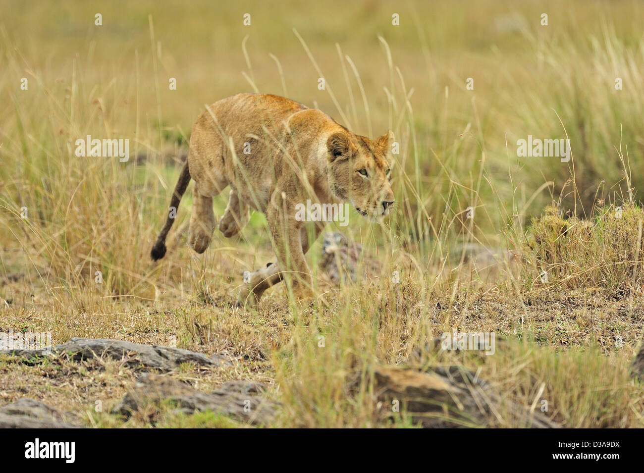 A charging lioness in Masai Mara, Kenya, Africa Stock Photo - Alamy