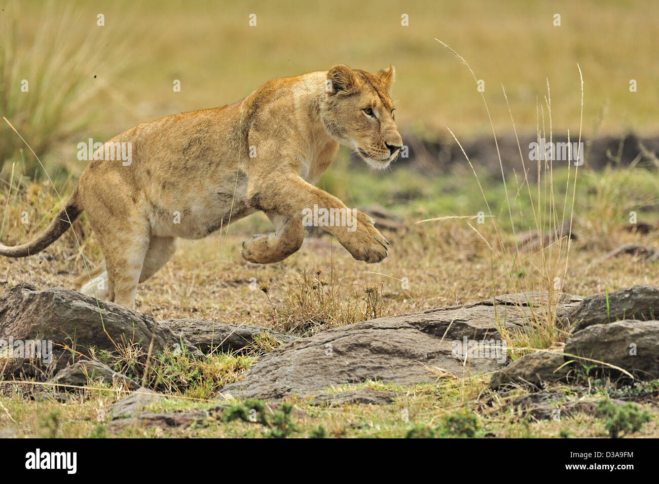 A charging lioness in Masai Mara, Kenya, Africa Stock Photo - Alamy