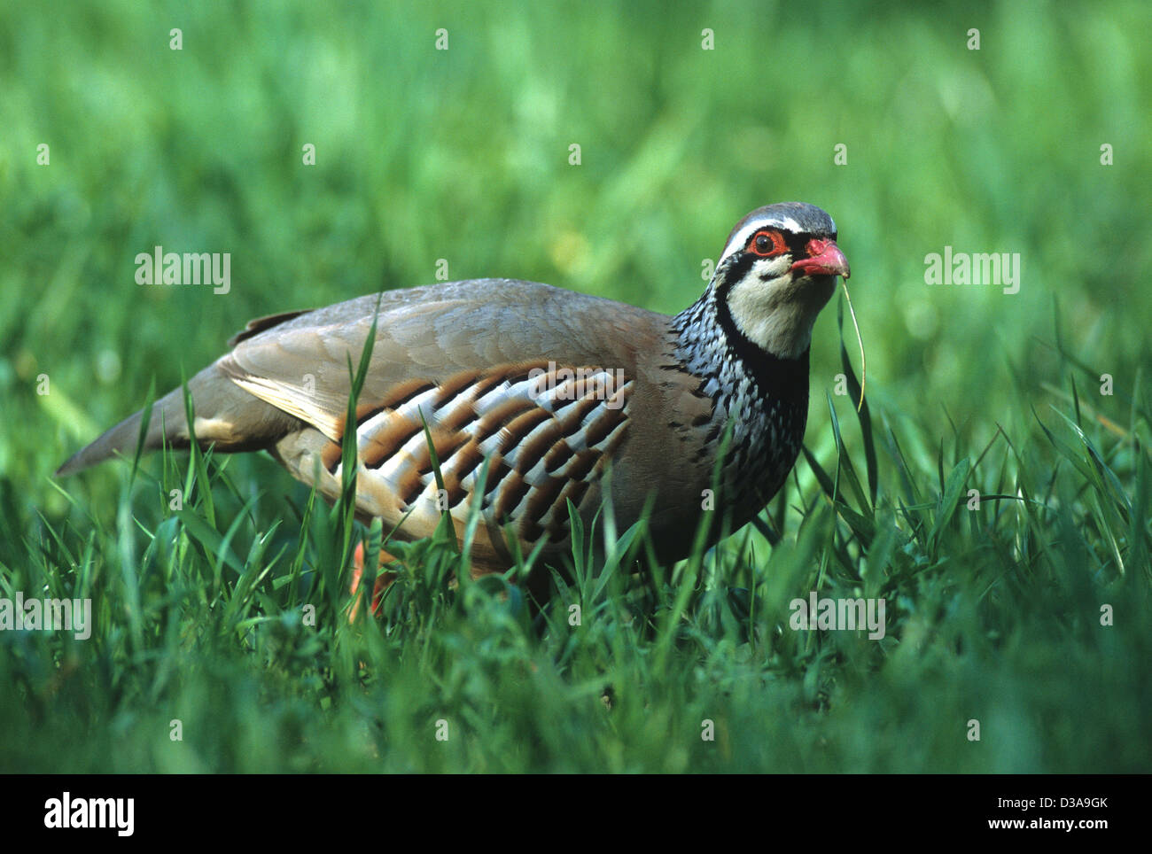A red-legged partridge UK Stock Photo - Alamy