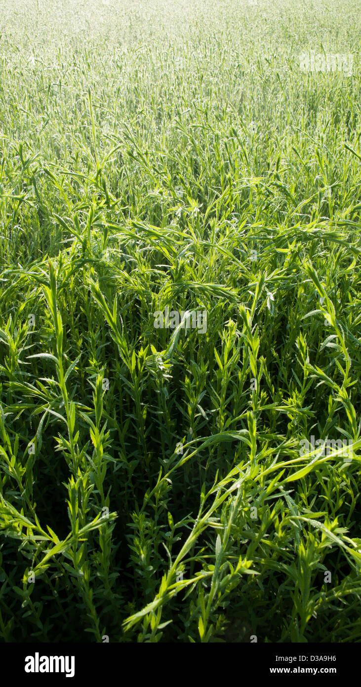 Grow crops hi-res stock photography and images - Alamy