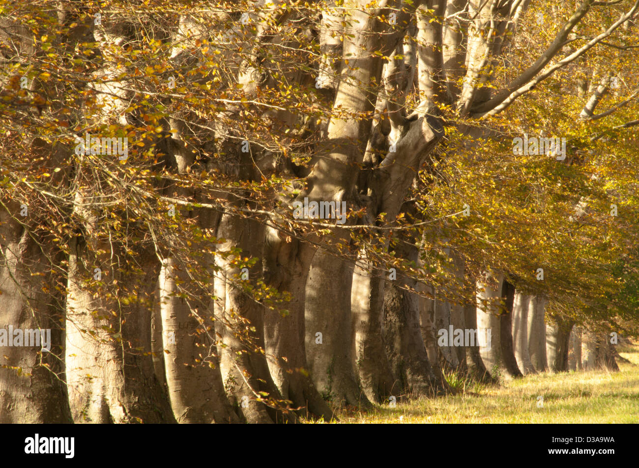 Beech Trees Fagus Sylvatica In Stock Photos & Beech Trees Fagus ...