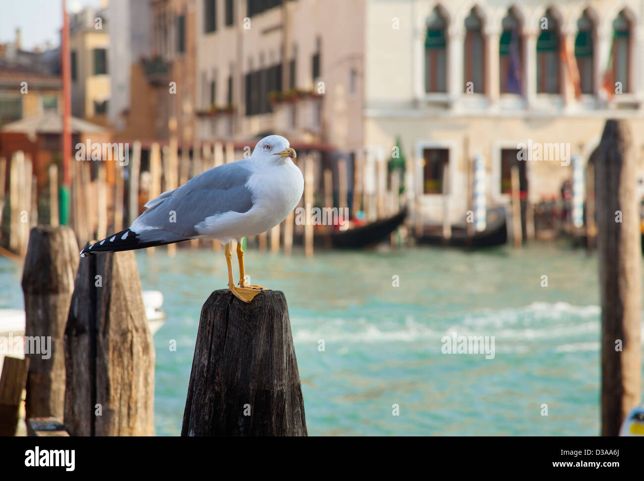Seagull perched on wooden post Stock Photo - Alamy
