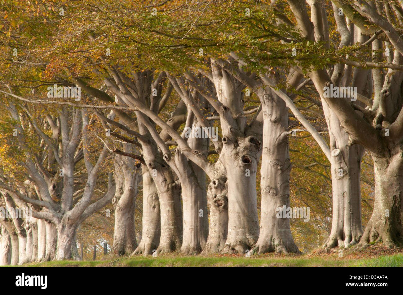 Row of common beech trees hi-res stock photography and images - Alamy