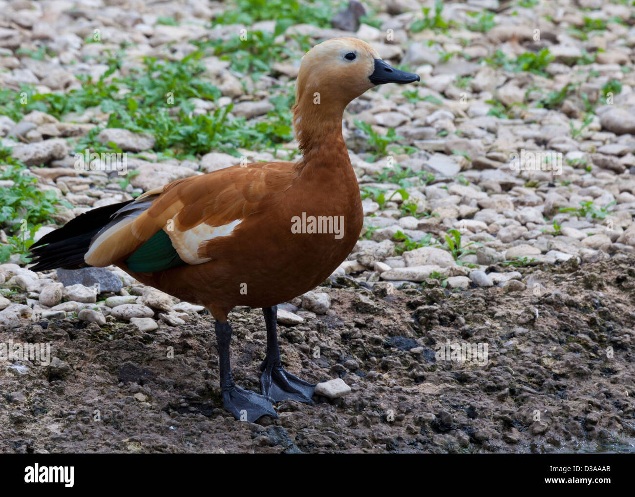 Duck ruddy shelduck hi-res stock photography and images - Alamy