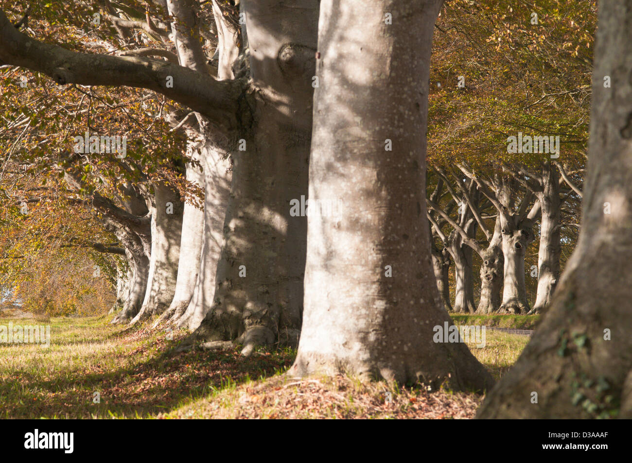 Row of common beech trees hi-res stock photography and images - Alamy