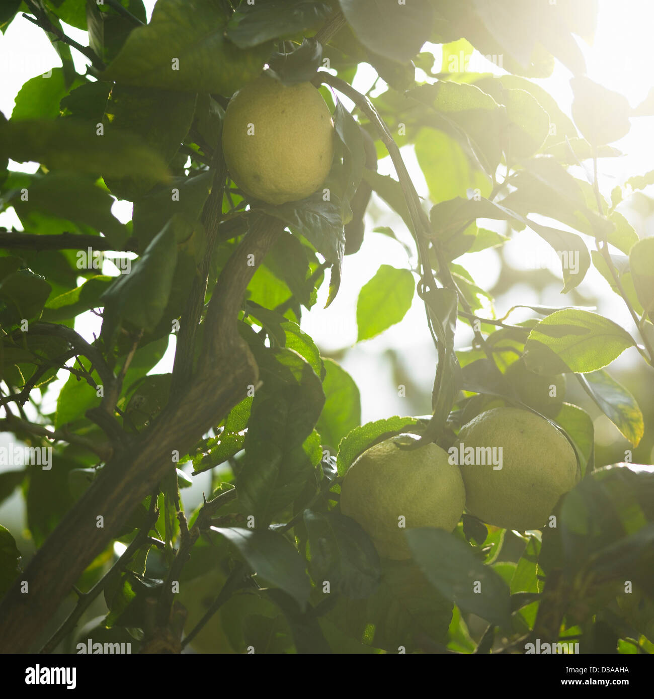 Close up of fruit in tree Stock Photo - Alamy