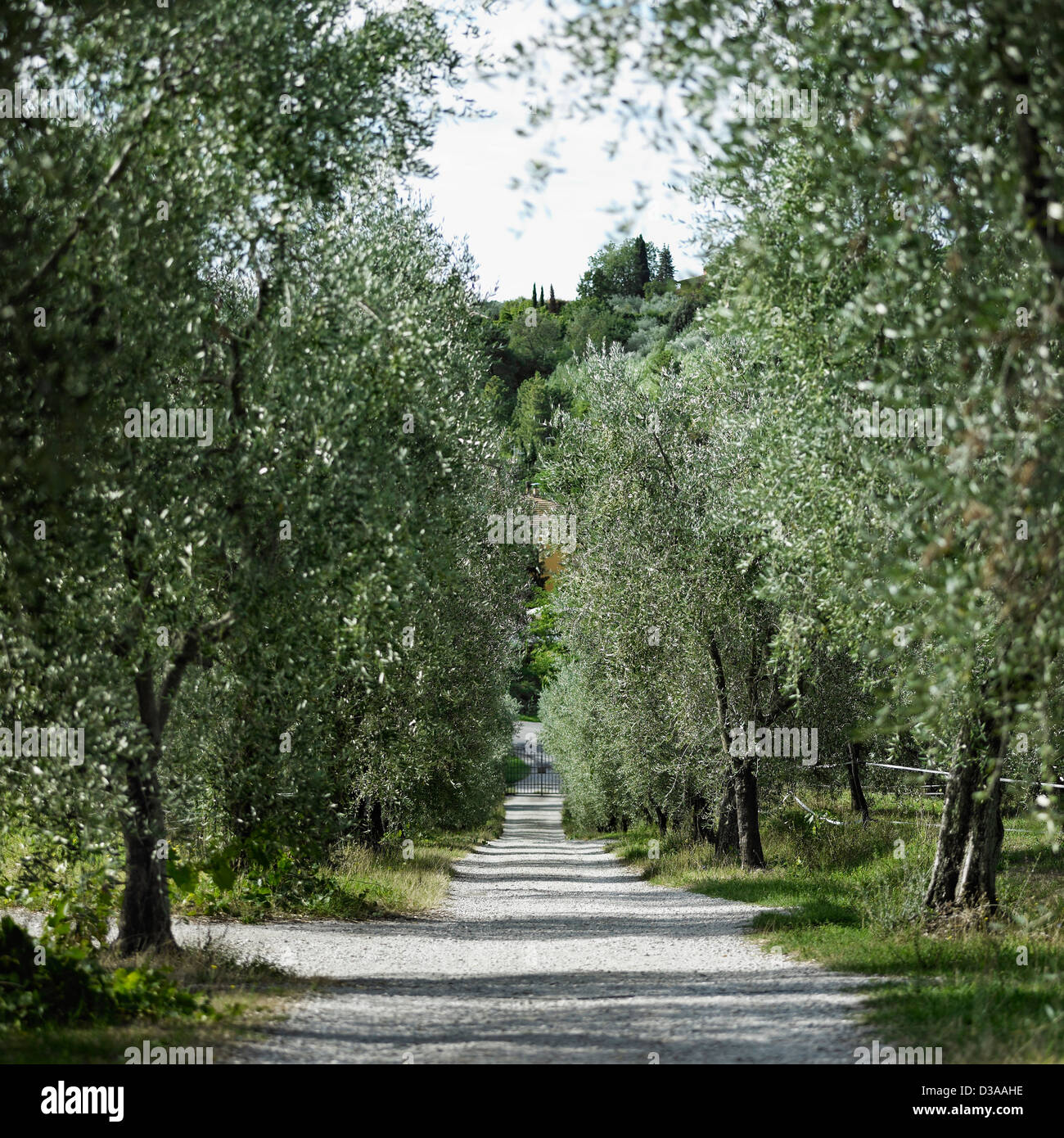 Tree-lined dirt road in rural landscape Stock Photo - Alamy