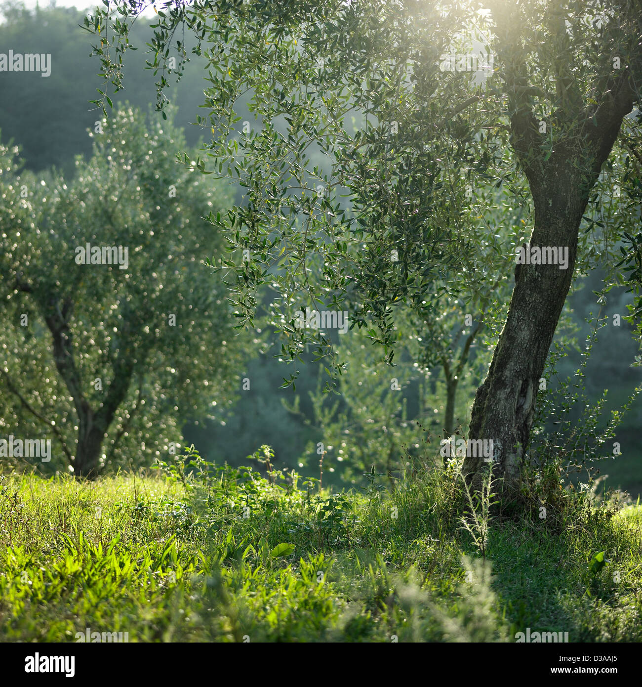 Trees growing in meadow Stock Photo - Alamy