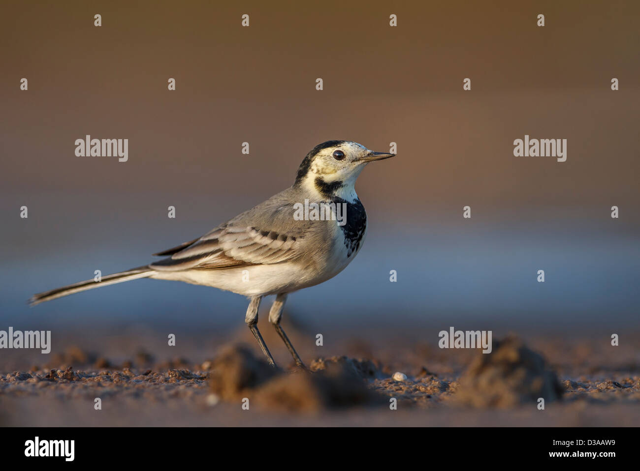 White Wagtail (Motacilla alba Stock Photo - Alamy