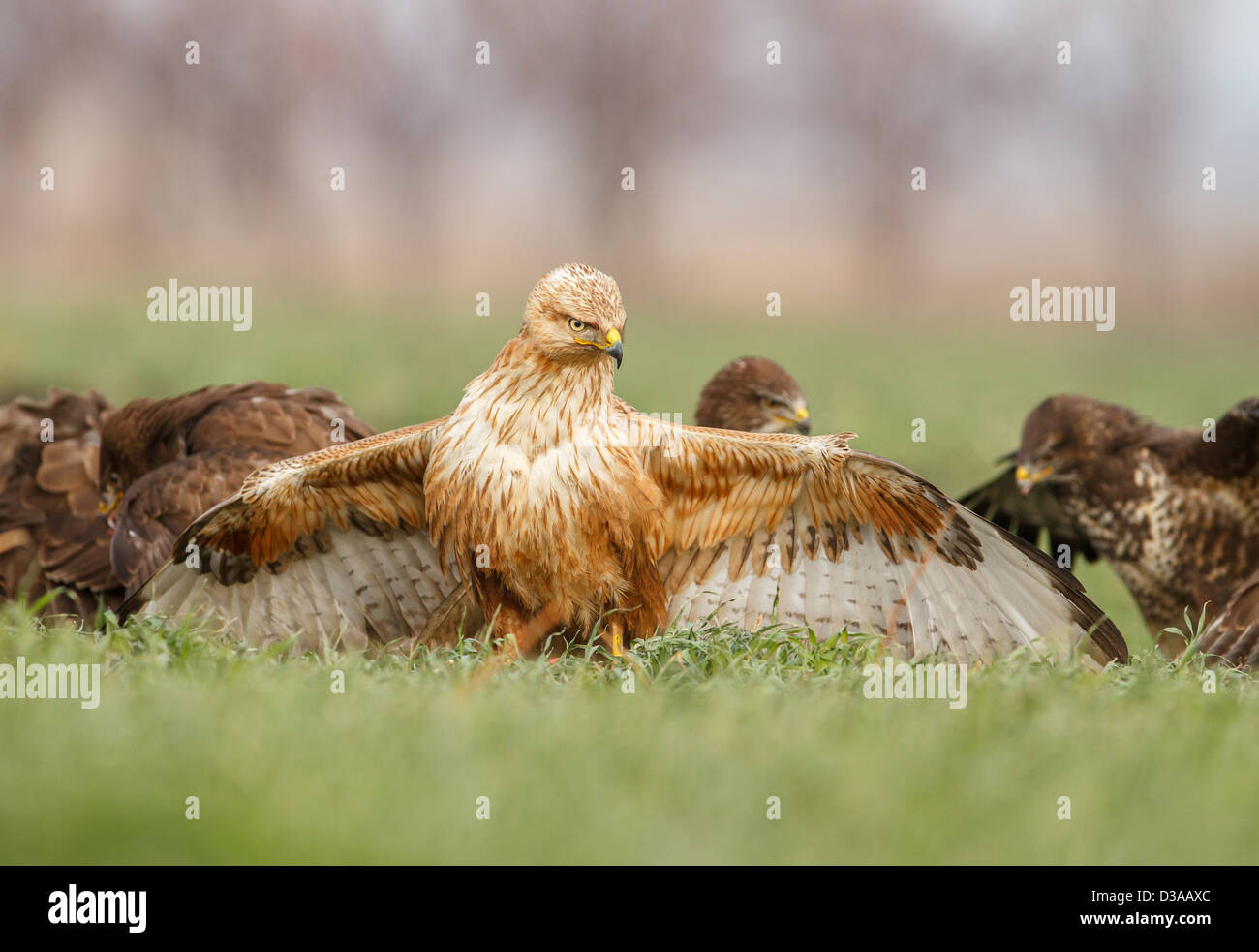Long legged buzzard closeup portrait hi-res stock photography and ...