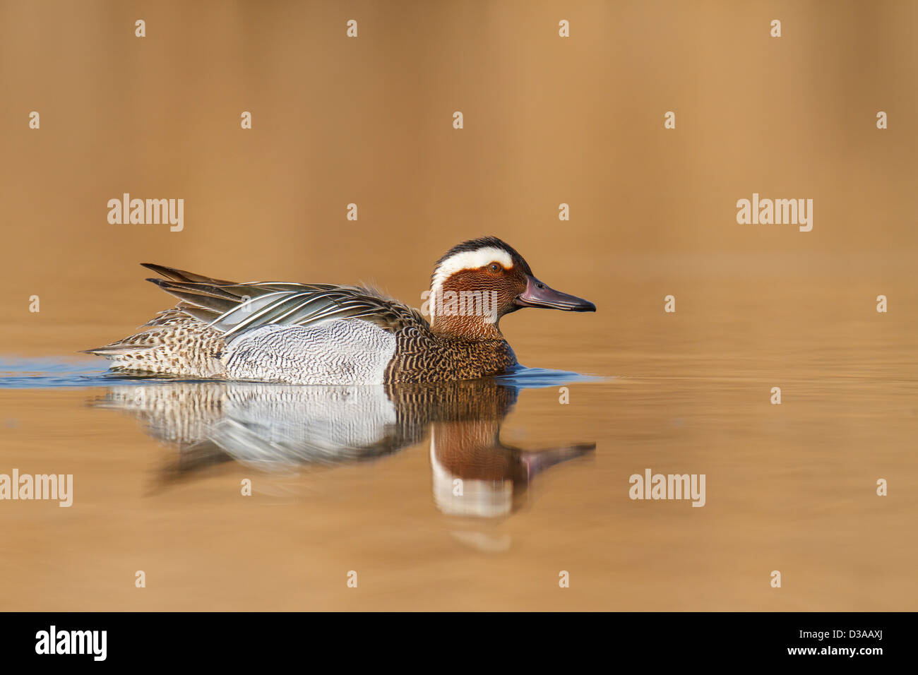 Garganey duck hi-res stock photography and images - Alamy