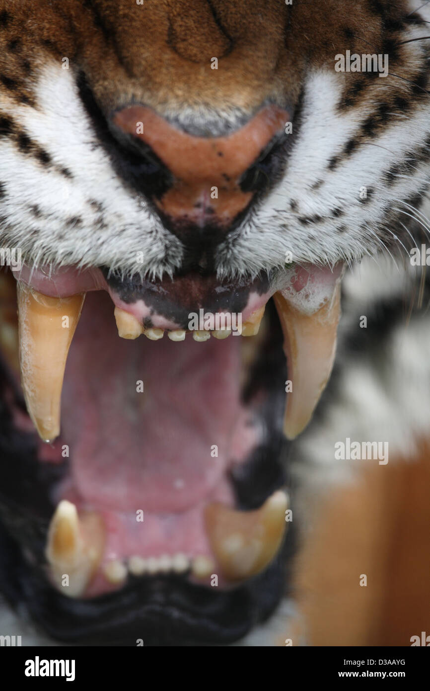 India tiger conservation teeth hi-res stock photography and images - Alamy