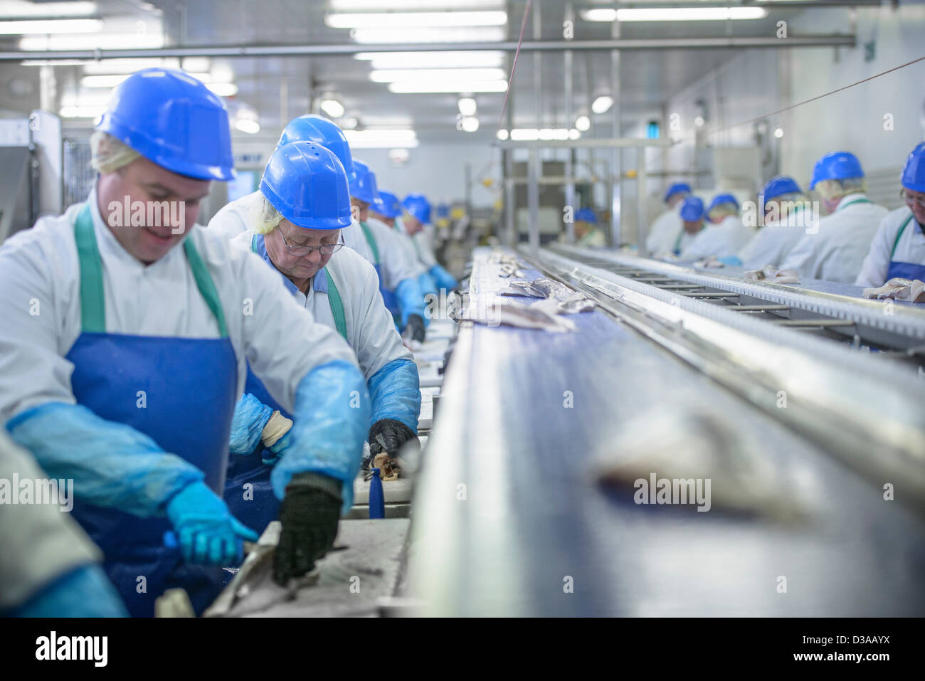 Production line workers filleting fish hi-res stock photography and ...