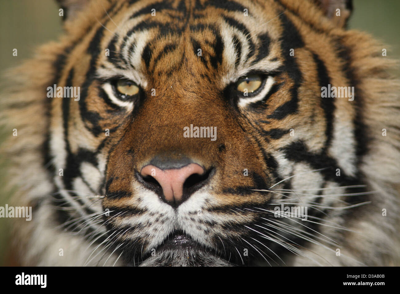 Tigresses hi-res stock photography and images - Alamy