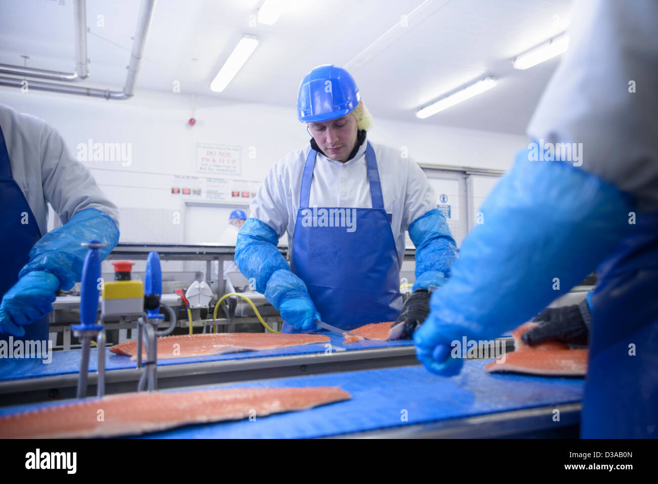 Production line workers filleting fish hi-res stock photography and ...