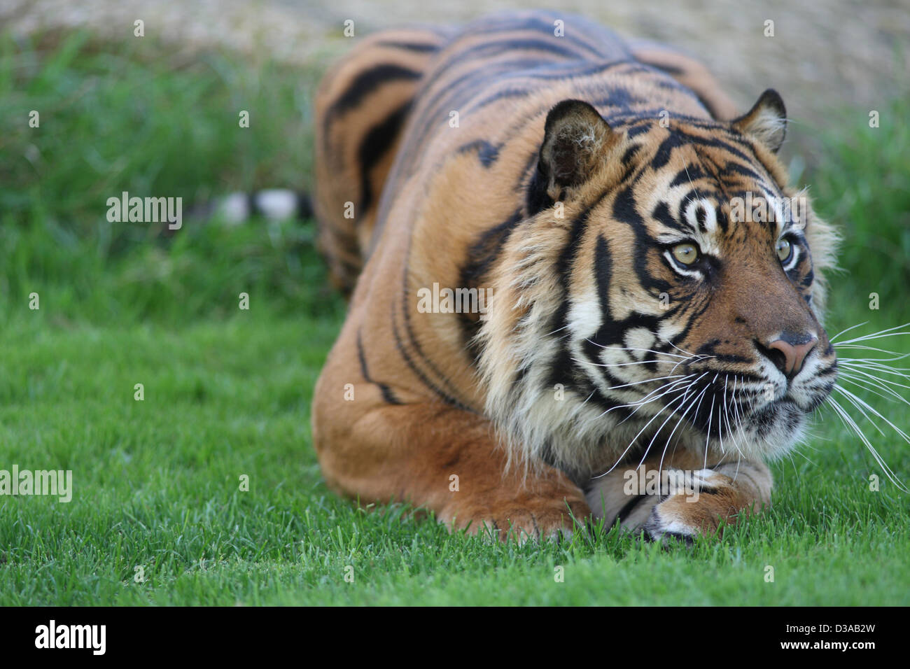 Tiger poaching india hi-res stock photography and images - Alamy