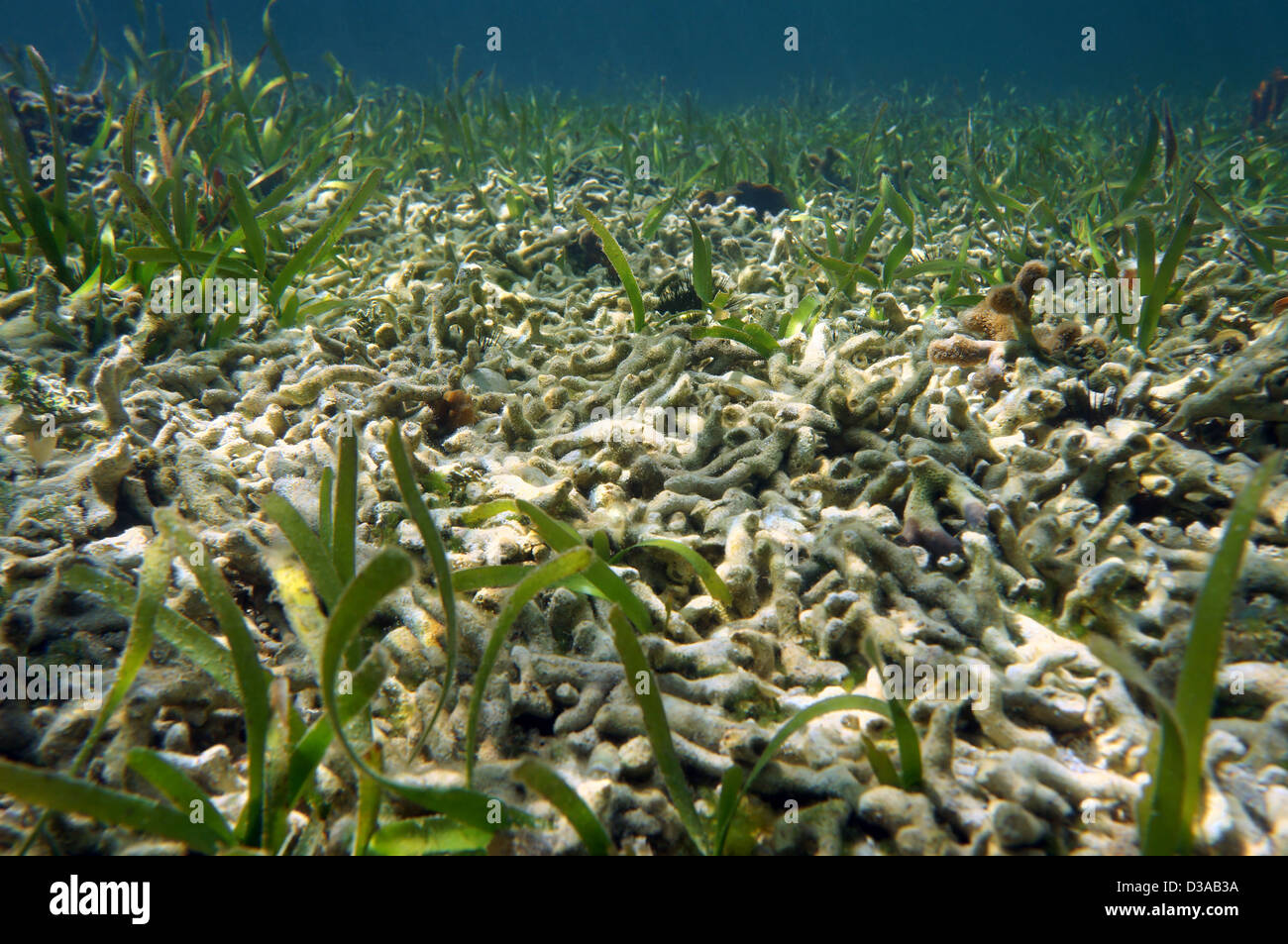Coral reef destroyed by coastal development issues in the Caribbean sea ...