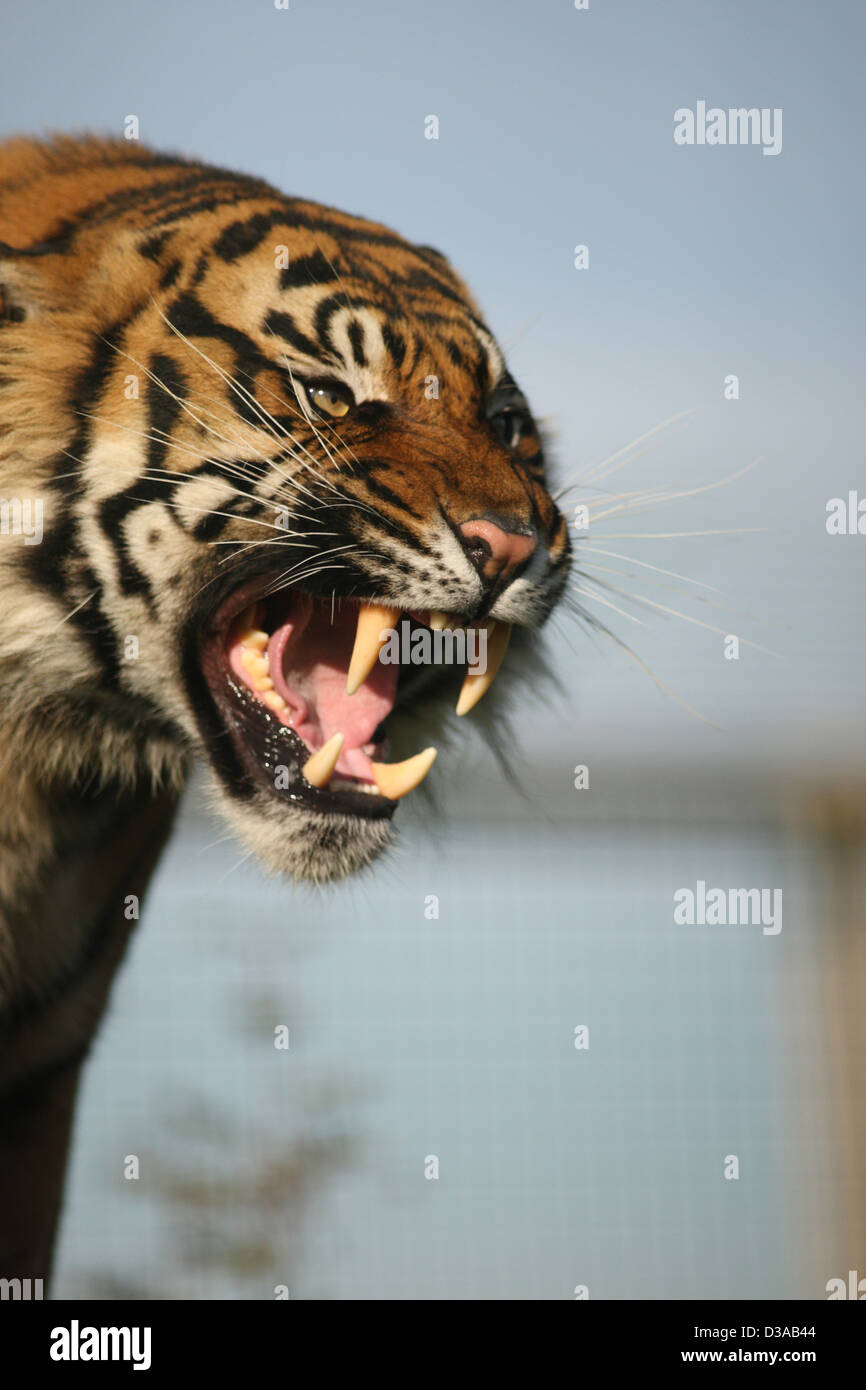 Tigresses hi-res stock photography and images - Alamy