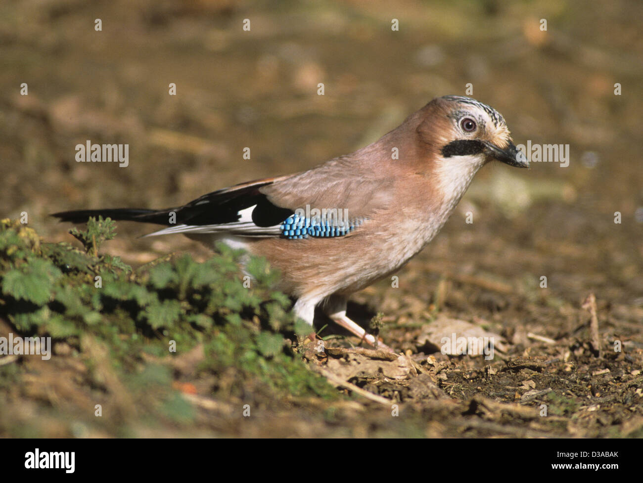 A jay on the ground Stock Photo - Alamy