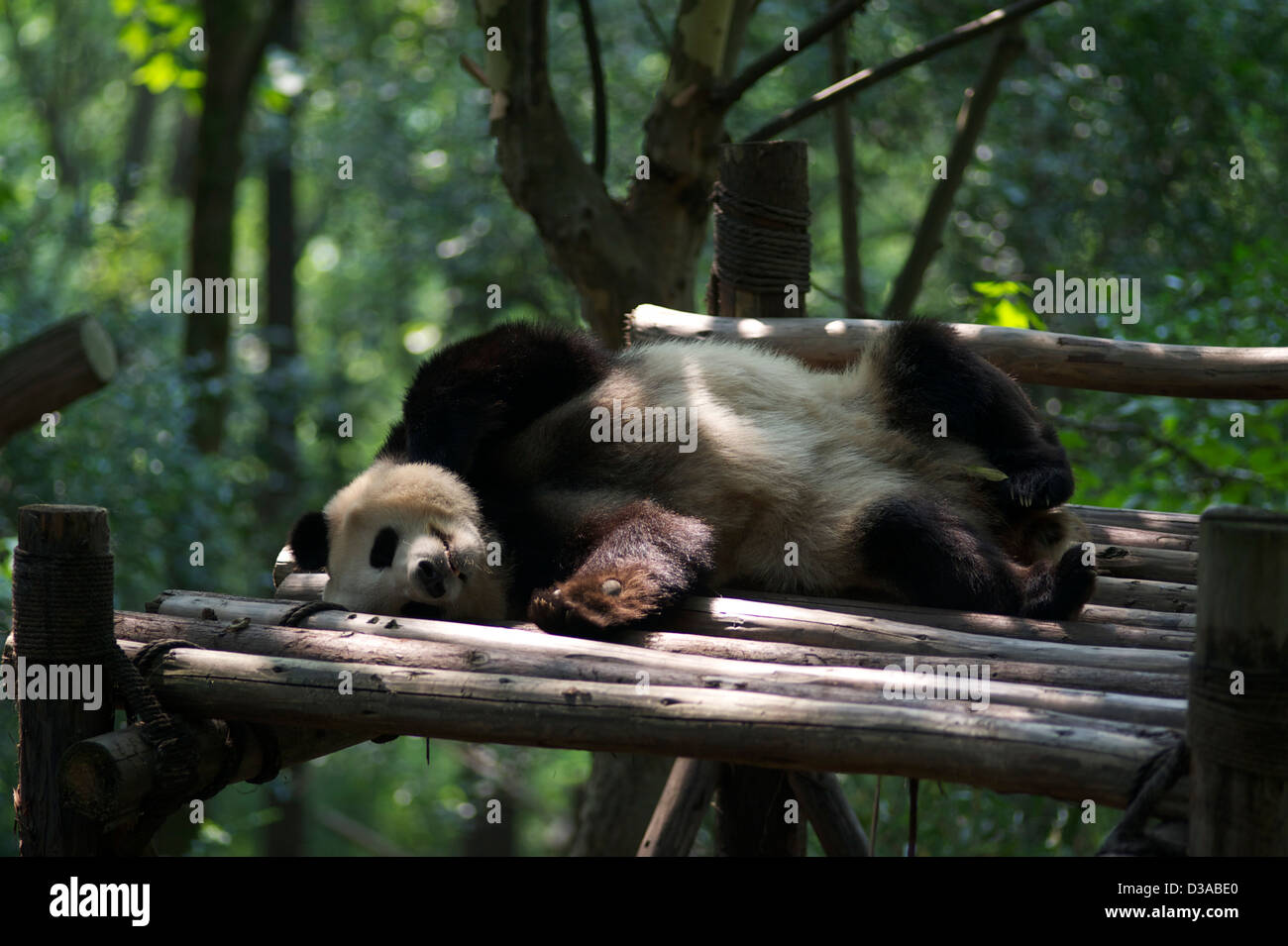 panda center in chengdu panda breeding and research center Stock Photo ...