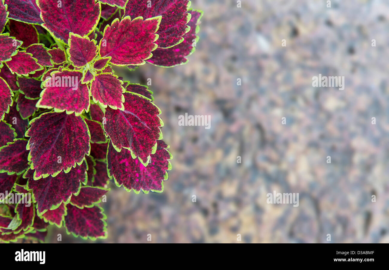 Beautiful leaves isolated on hi-res stock photography and images - Alamy