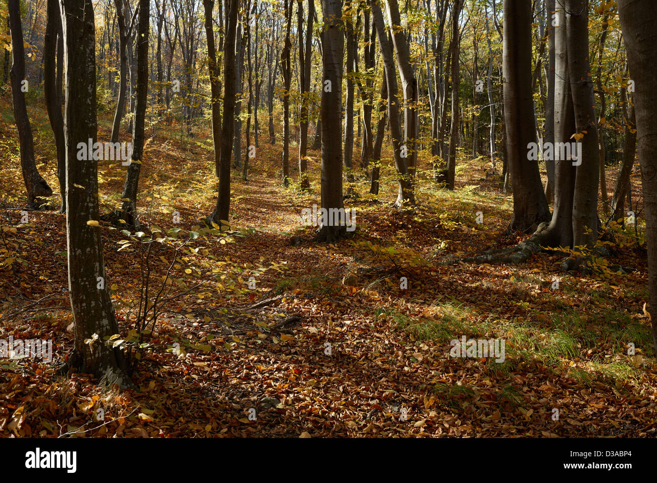 Beech scenery hi-res stock photography and images - Alamy