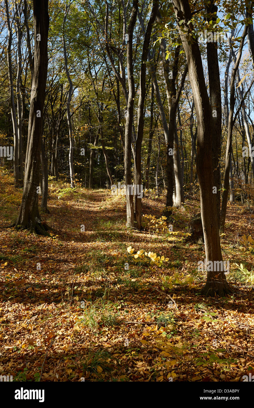 Beech scenery hi-res stock photography and images - Alamy