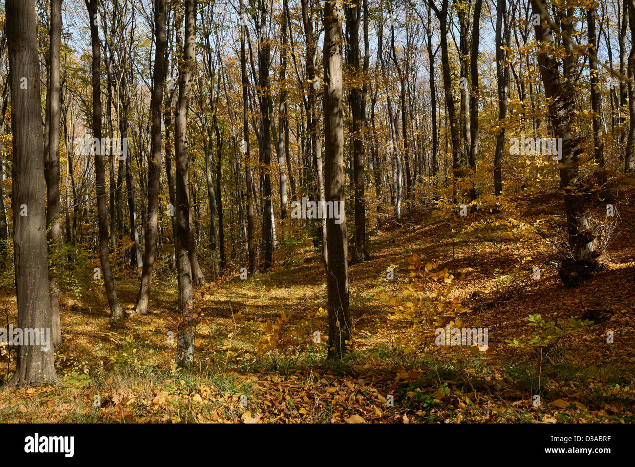 European beech forest hi-res stock photography and images - Alamy