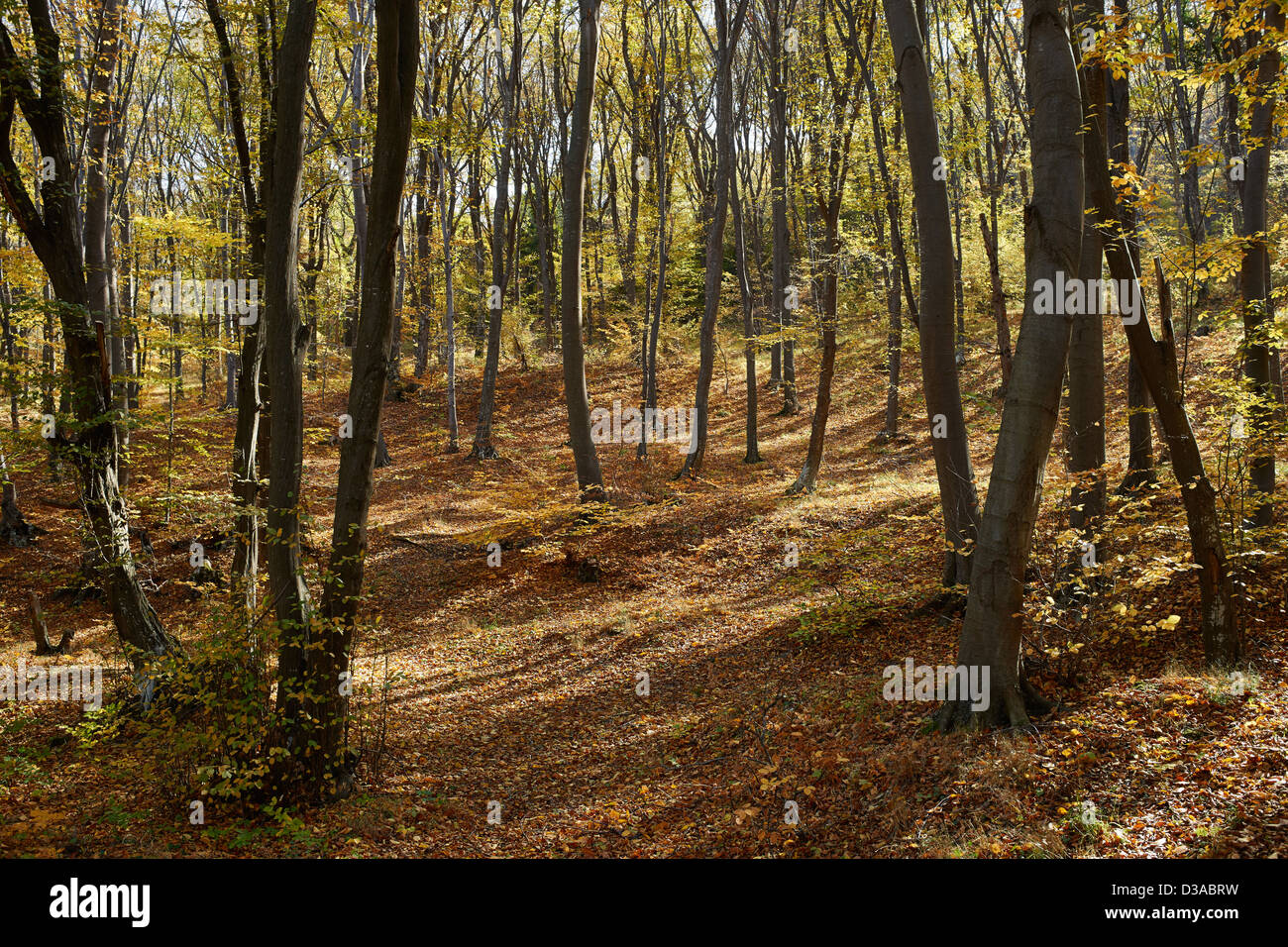 Beech scenery hi-res stock photography and images - Alamy