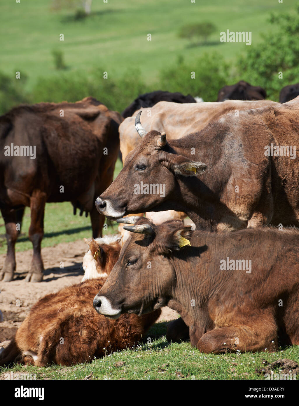 Flock of cow hi-res stock photography and images - Alamy