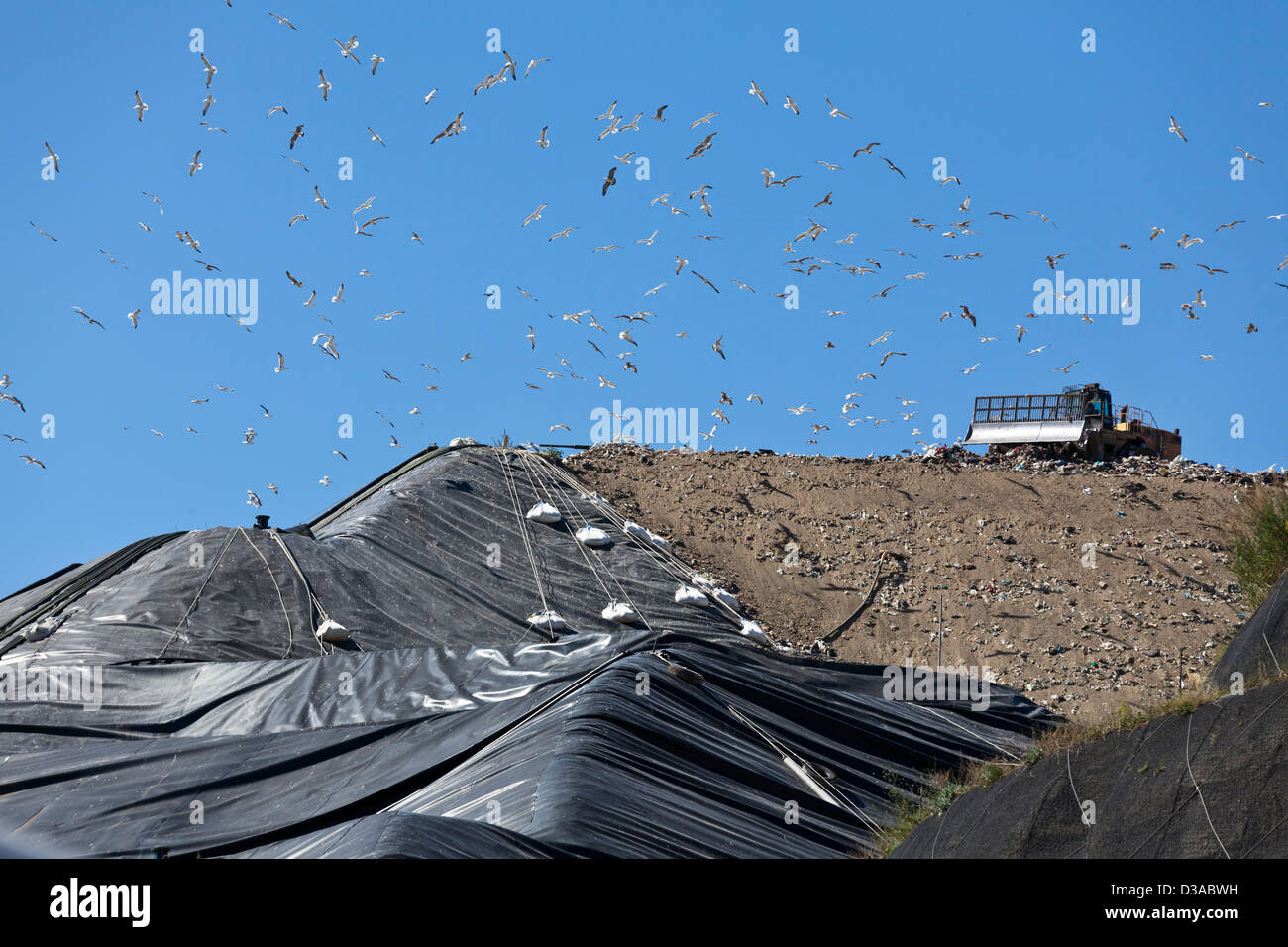 Birds flying over machinery in landfill Stock Photo - Alamy