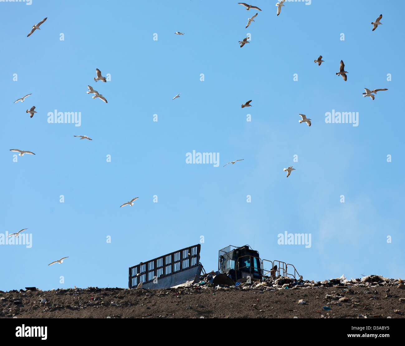 Birds flying over landfill Stock Photo - Alamy