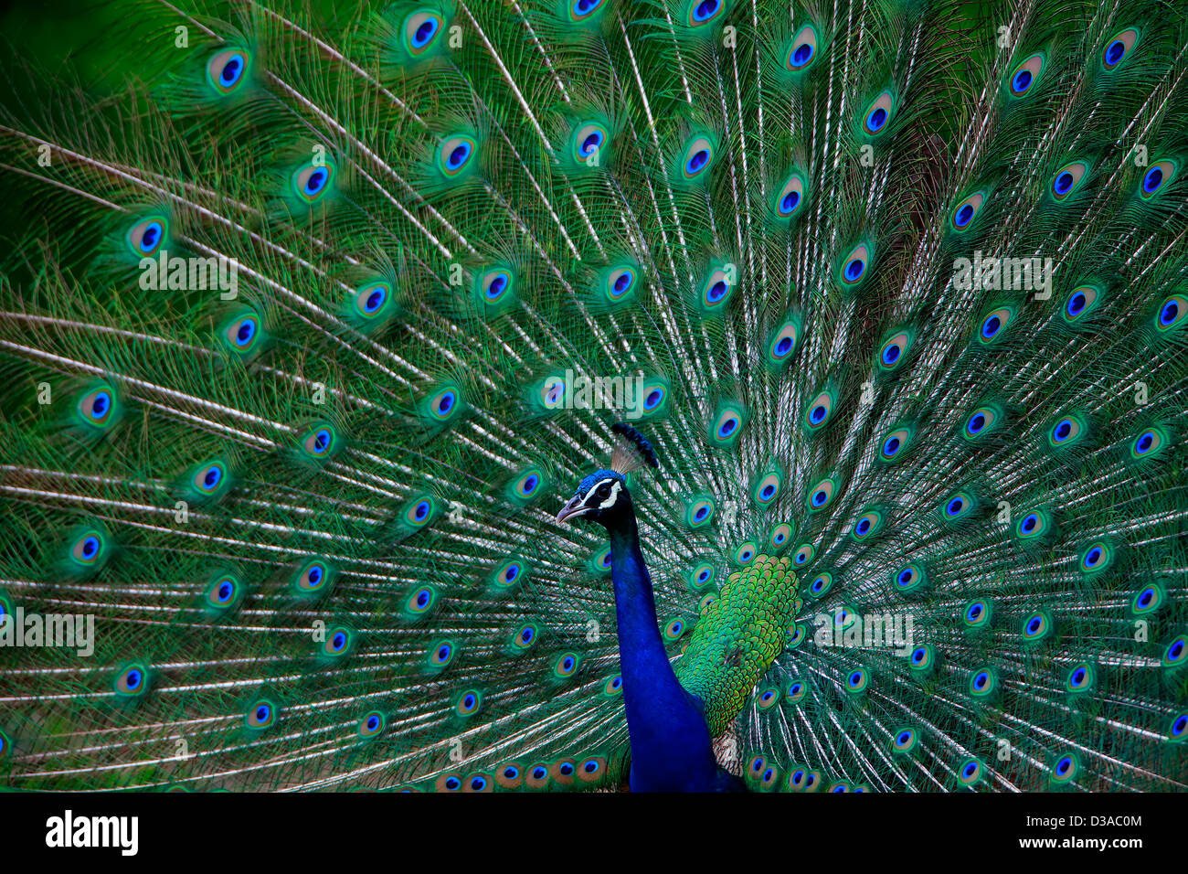 Animals colour bird hi-res stock photography and images - Alamy