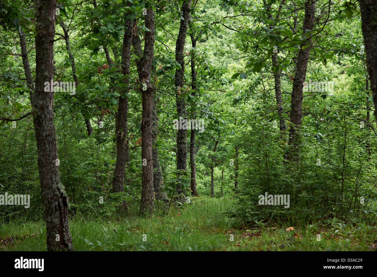 Greenery of spring season in European oak forest Stock Photo - Alamy