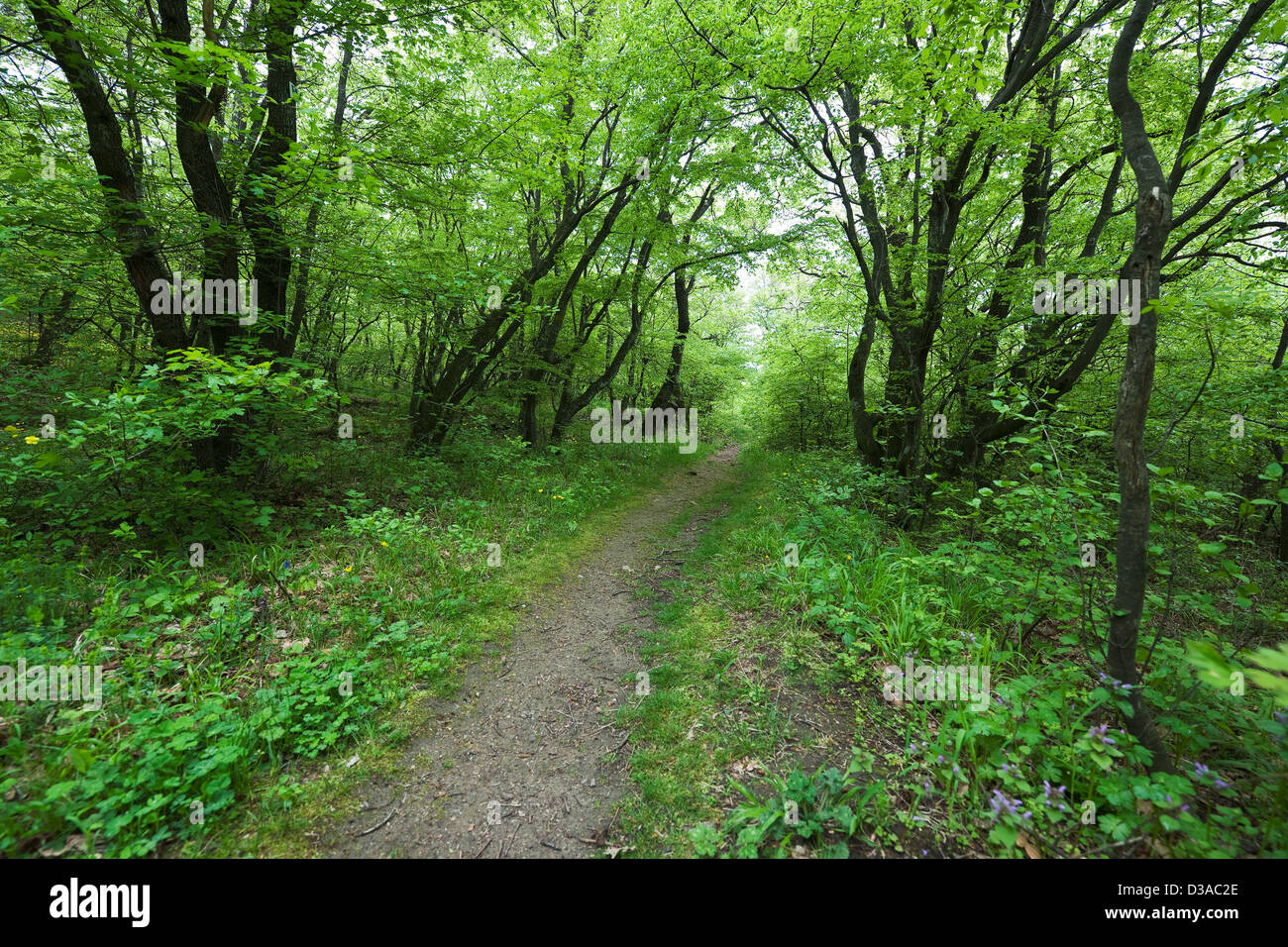 Green spring European forest with trail Stock Photo - Alamy