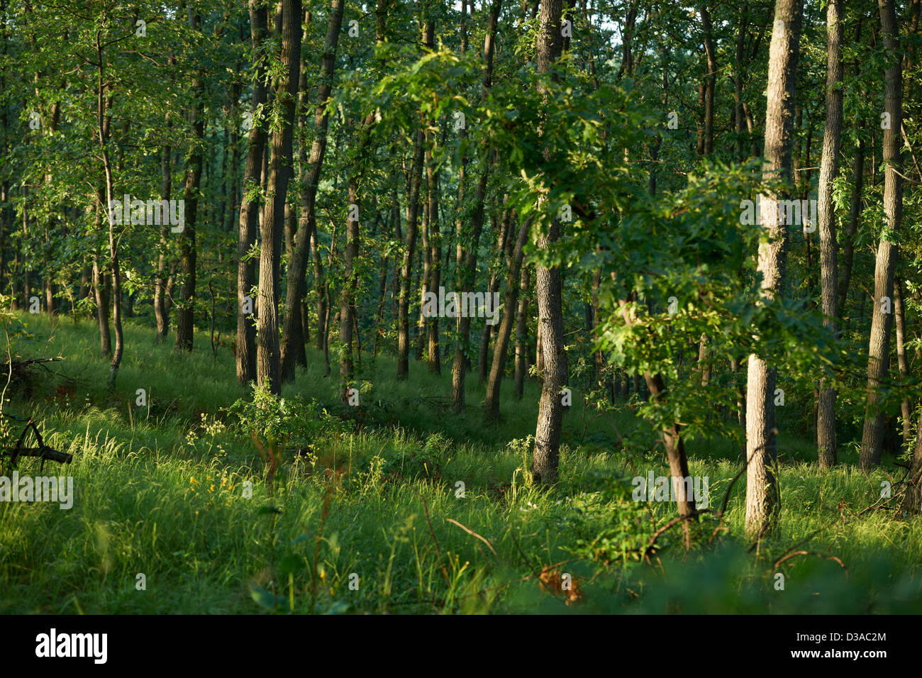 Greenery of spring season in European oak forest Stock Photo - Alamy