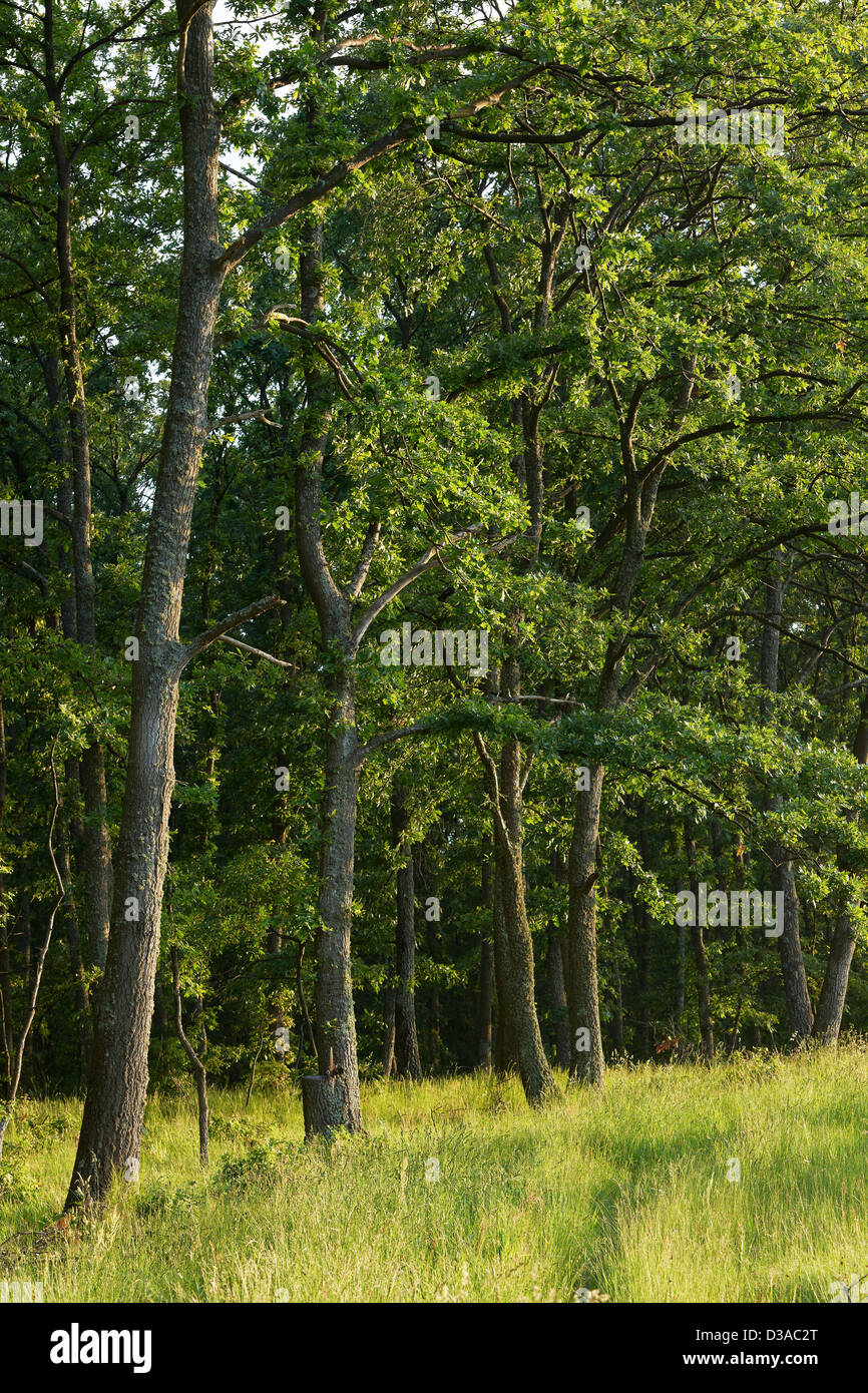 Greenery of spring season in European oak forest Stock Photo - Alamy