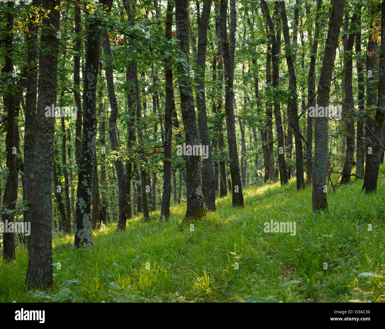 Greenery of spring season in European oak forest Stock Photo - Alamy
