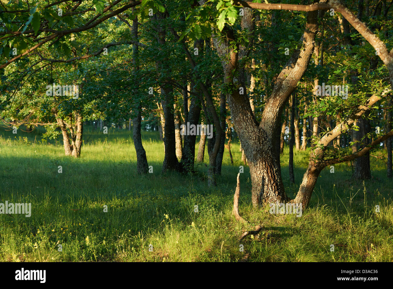 Greenery forest hi-res stock photography and images - Alamy