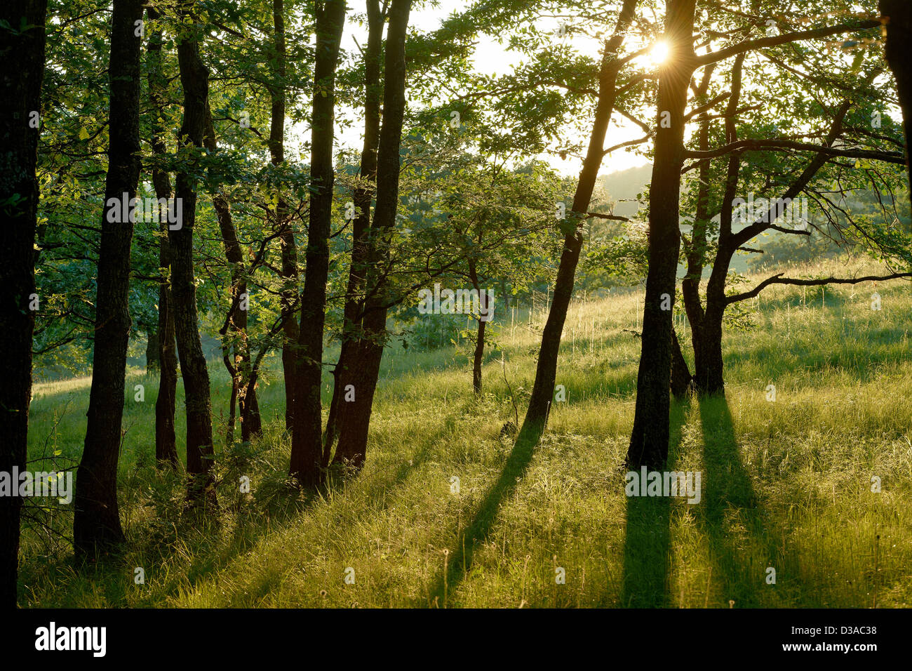 European oak trees in spring season at sunset Stock Photo - Alamy