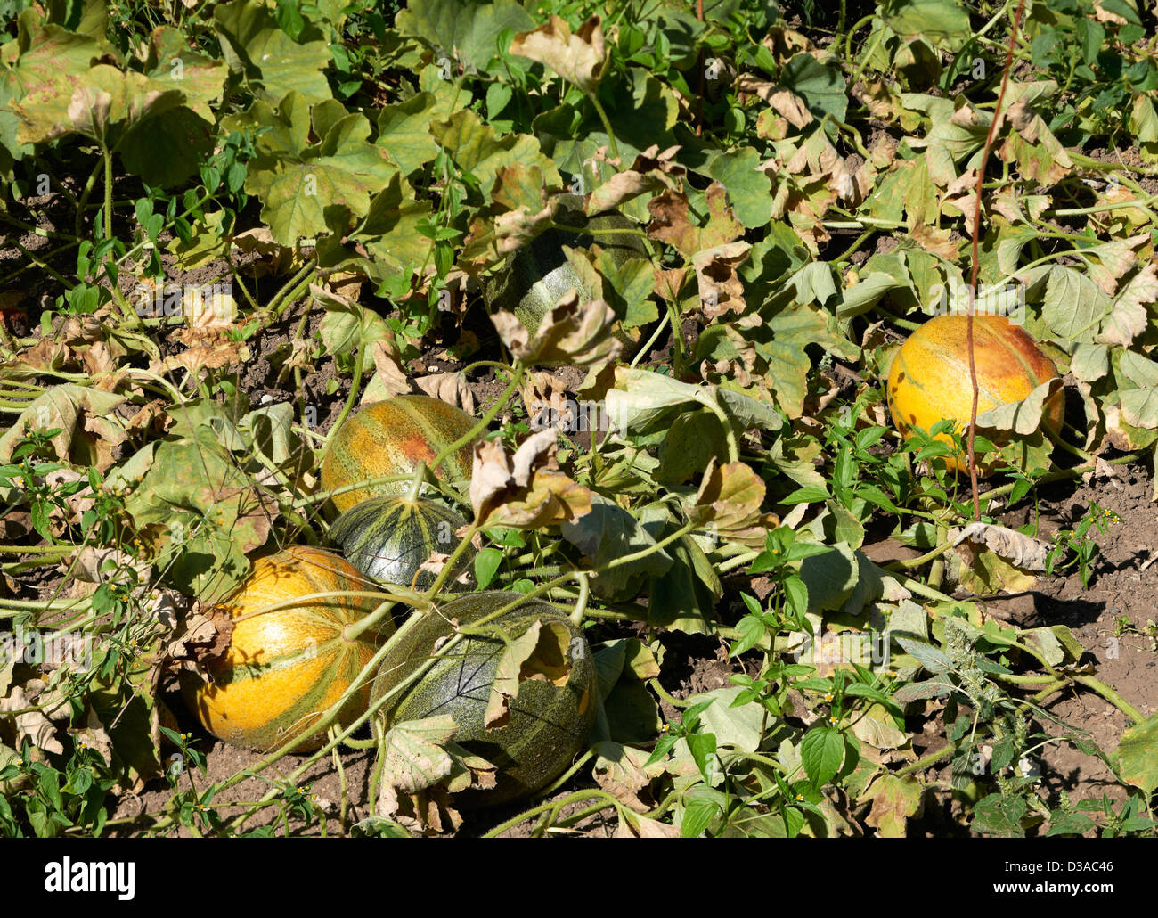 Ripe melons in fruit garden ready to be harvested Stock Photo - Alamy