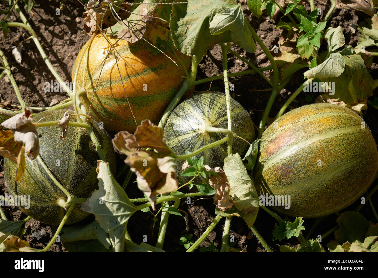 Ripe melons in fruit garden ready to be harvested Stock Photo - Alamy
