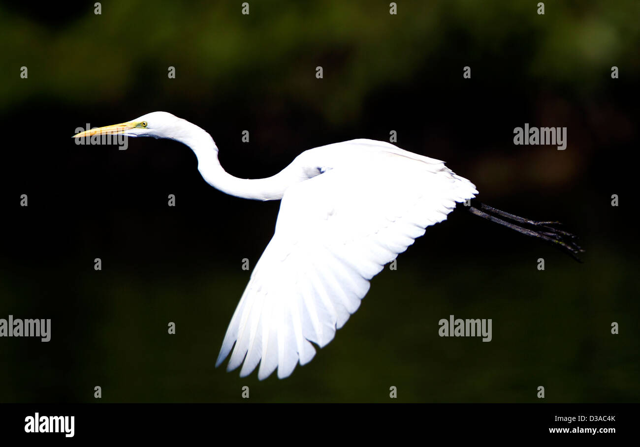 Bird,Indian Egret,Wing,Flying, Water, Beauty In Nature,Wildlife, Rear End,Beak, Animal Body ...