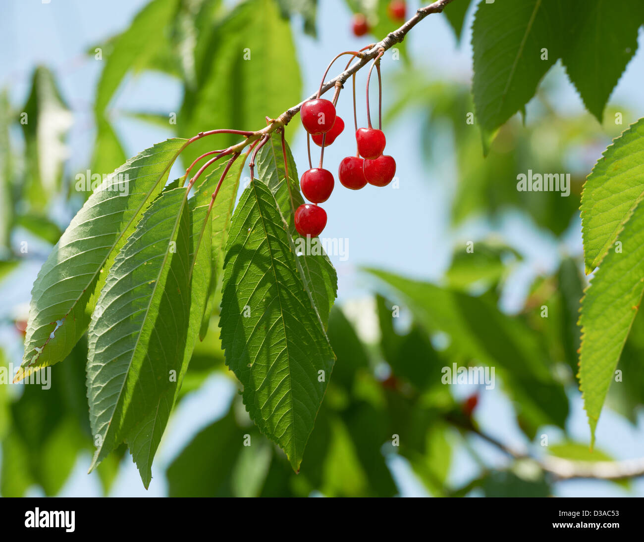 Cherry crops hi-res stock photography and images - Alamy